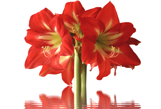 40+ Types of Red Flowers with Pictures | Flower Glossary