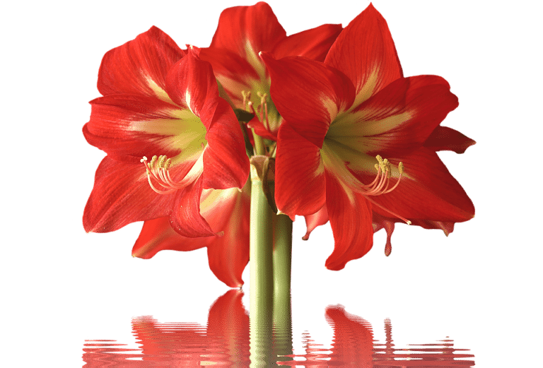 40+ Types of Red Flowers with Pictures | Flower Glossary