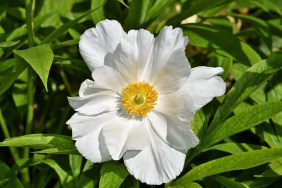 45 Types of White Flowers with Pictures | Flower Glossary