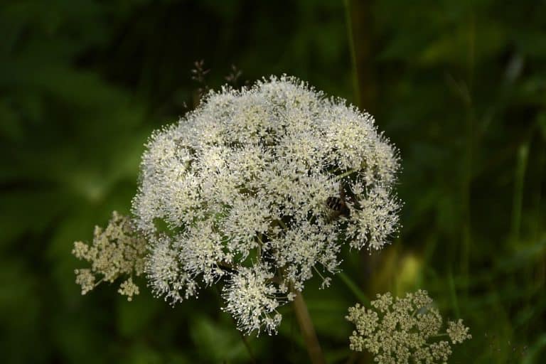 Types of Flowers - 170+ Flower Names + Pictures | Flower Glossary