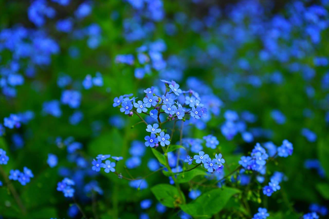 40+ Types of Blue Flowers with Pictures | Flower Glossary