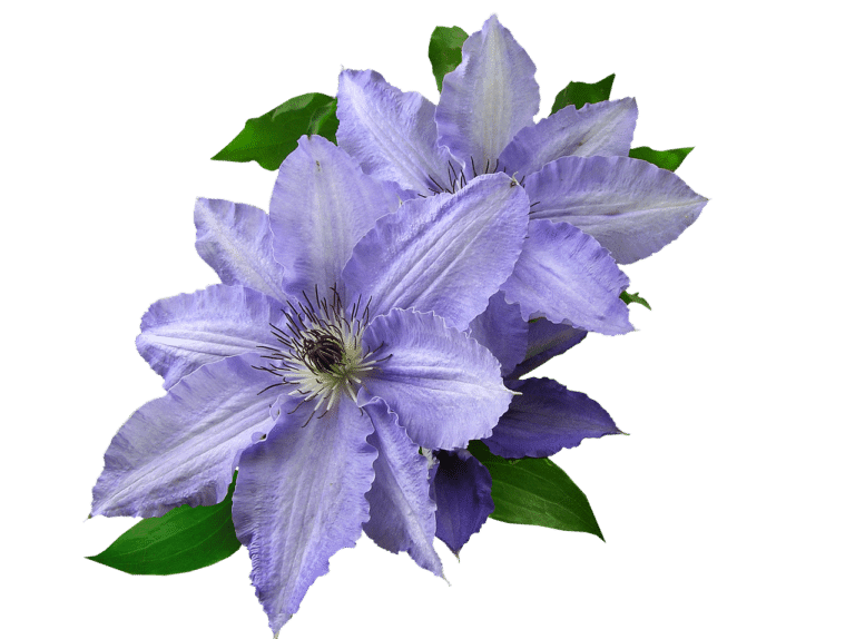 40+ Types of Blue Flowers with Pictures | Flower Glossary