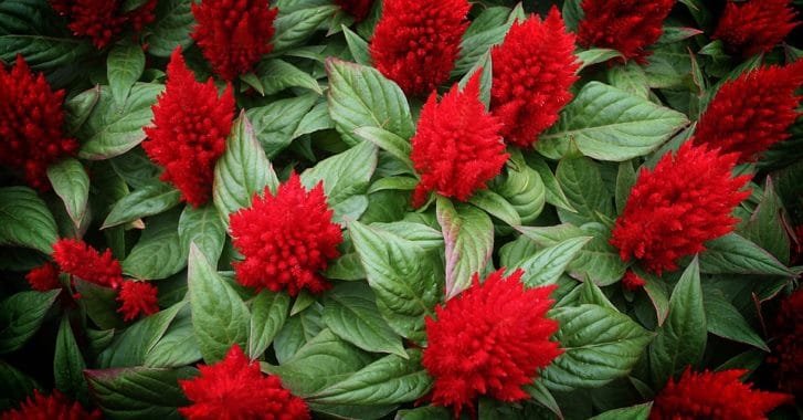 40+ Types of Red Flowers with Pictures | Flower Glossary