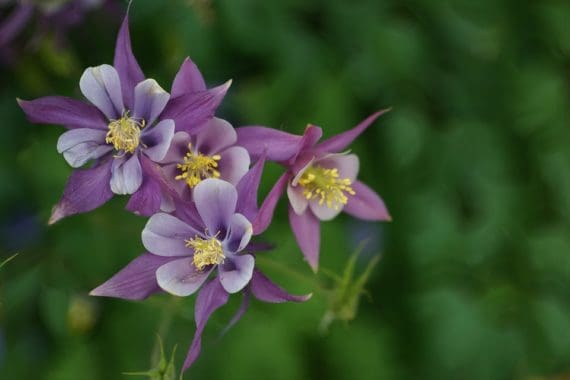 62 Types of Purple Flowers with Pictures | Flower Glossary