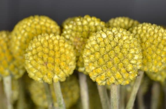 30+ Types of Yellow Flowers with Pictures | Flower Glossary