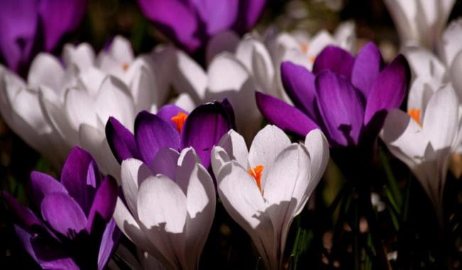 62 Types of Purple Flowers with Pictures | Flower Glossary