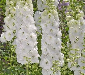 45 Types of White Flowers with Pictures | Flower Glossary