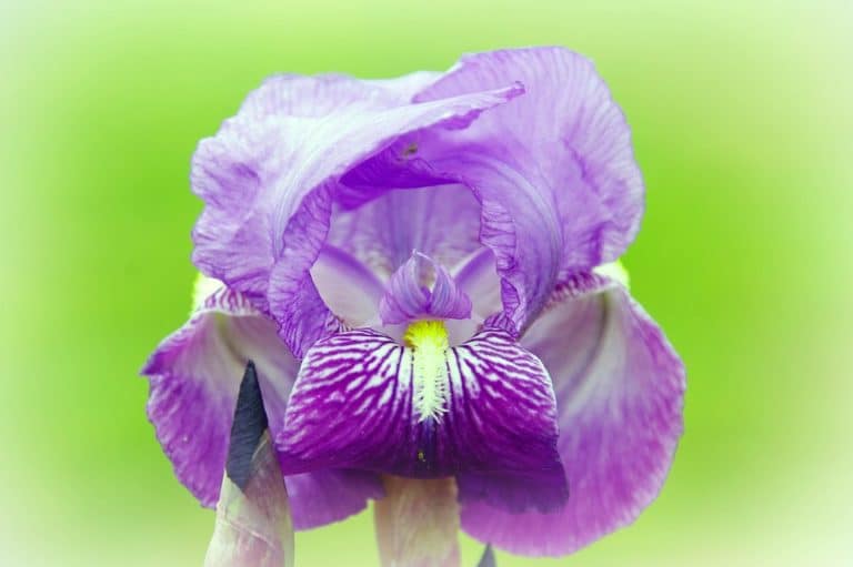 62 Types of Purple Flowers with Pictures | Flower Glossary