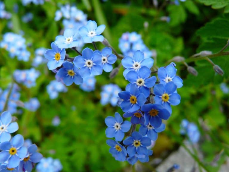 40+ Types of Blue Flowers with Pictures | Flower Glossary