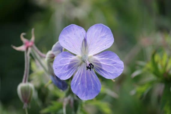 40+ Types of Blue Flowers with Pictures | Flower Glossary