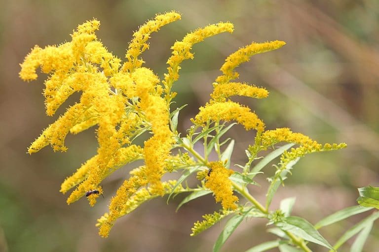 30+ Types of Yellow Flowers with Pictures | Flower Glossary
