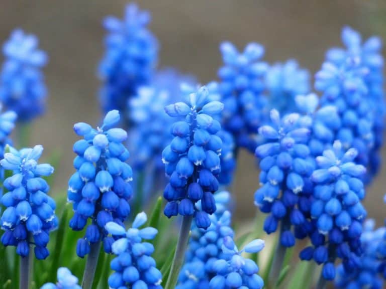 40+ Types of Blue Flowers with Pictures | Flower Glossary