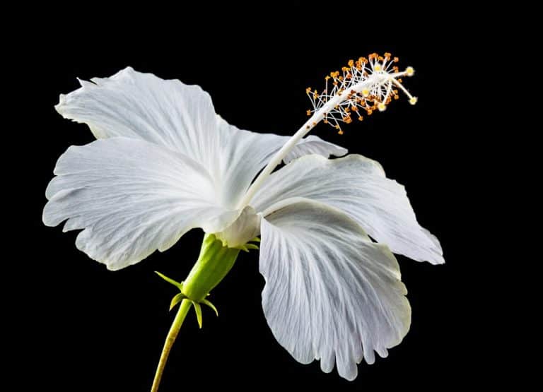 45 Types of White Flowers with Pictures | Flower Glossary