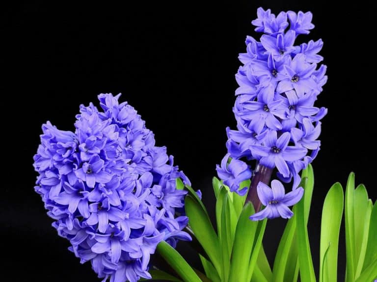 Hyacinth Flower Types and Care | Flower Glossary