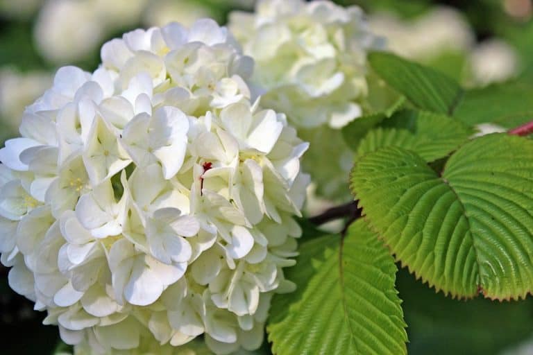 45 Types of White Flowers with Pictures | Flower Glossary