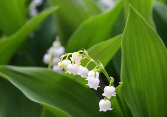 45 Types of White Flowers with Pictures | Flower Glossary