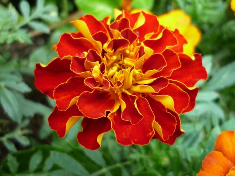 40+ Types of Red Flowers with Pictures | Flower Glossary