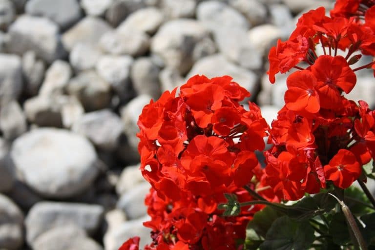 40+ Types of Red Flowers with Pictures | Flower Glossary