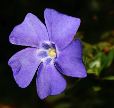40+ Types of Blue Flowers with Pictures | Flower Glossary