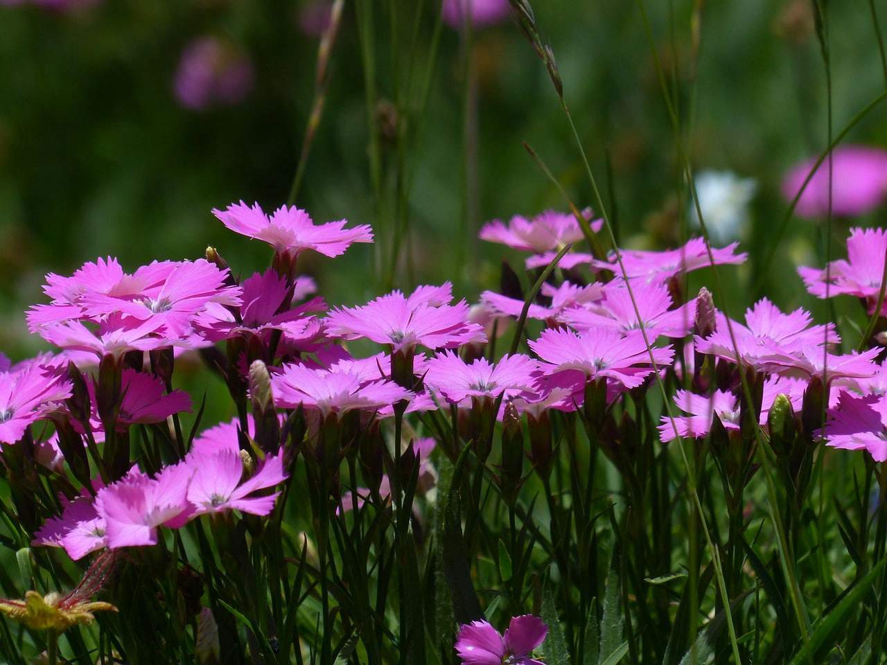 62 Types of Purple Flowers with Pictures | Flower Glossary