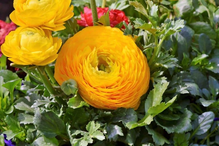 30+ Types of Yellow Flowers with Pictures | Flower Glossary
