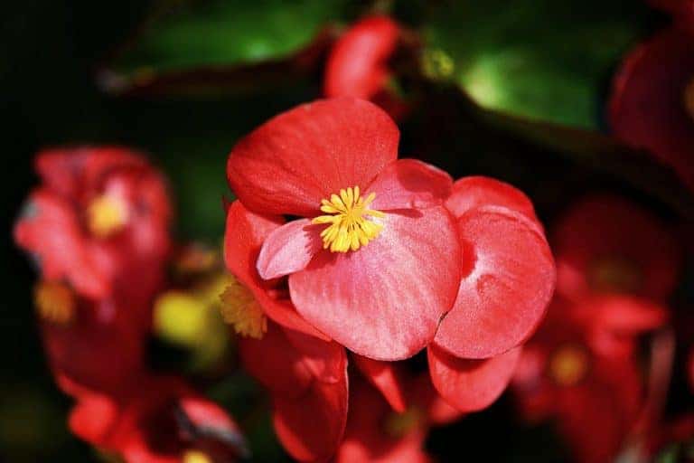 40+ Types of Red Flowers with Pictures | Flower Glossary