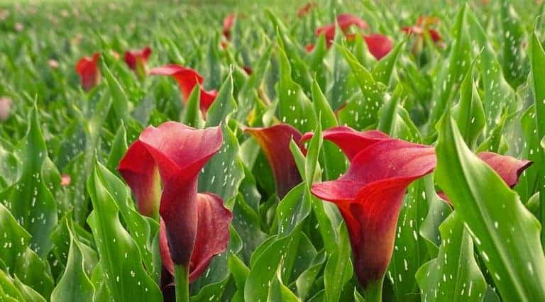40+ Types of Red Flowers with Pictures | Flower Glossary
