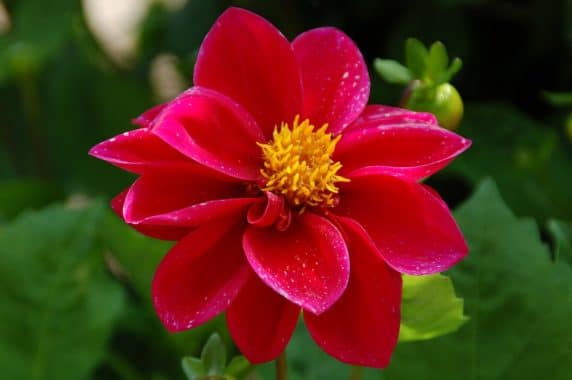 40+ Types of Red Flowers with Pictures | Flower Glossary