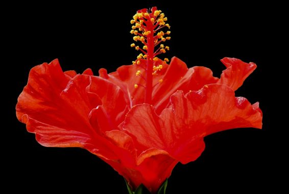 40+ Types of Red Flowers with Pictures | Flower Glossary