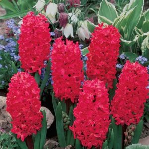 40+ Types of Red Flowers with Pictures | Flower Glossary