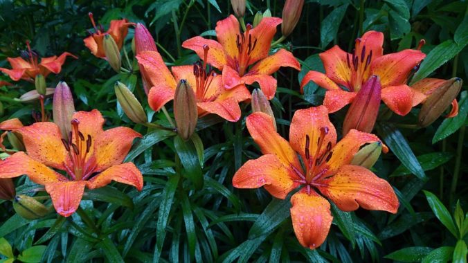 40+ Types of Red Flowers with Pictures | Flower Glossary