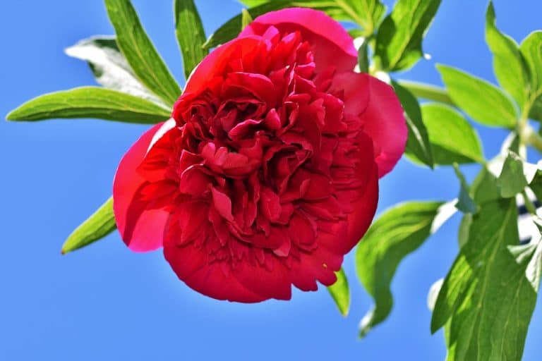 40+ Types of Red Flowers with Pictures | Flower Glossary