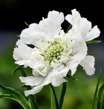 45 Types of White Flowers with Pictures | Flower Glossary