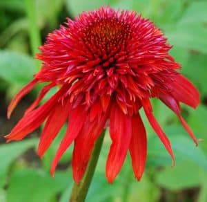 40+ Types of Red Flowers with Pictures | Flower Glossary