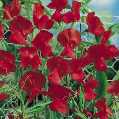 40+ Types of Red Flowers with Pictures | Flower Glossary