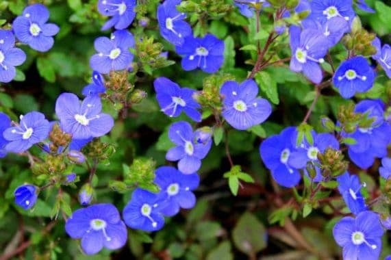 40+ Types of Blue Flowers with Pictures | Flower Glossary