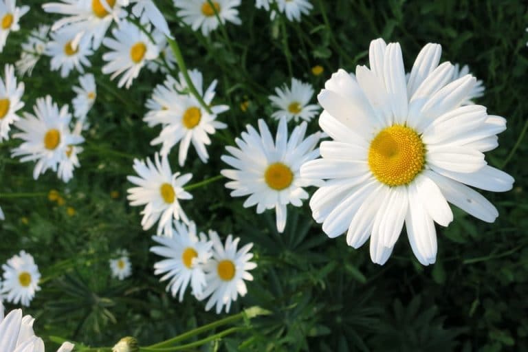 45 Types of White Flowers with Pictures | Flower Glossary