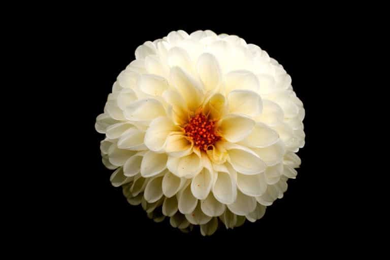 45 Types of White Flowers with Pictures | Flower Glossary