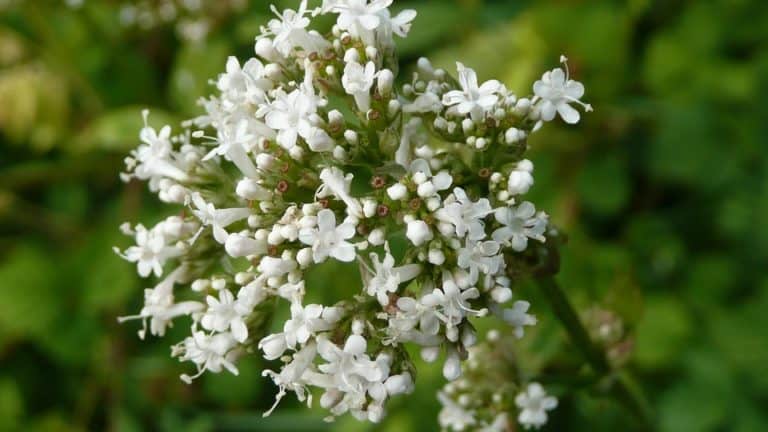 45 Types of White Flowers with Pictures | Flower Glossary
