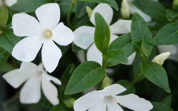 45 Types of White Flowers with Pictures | Flower Glossary