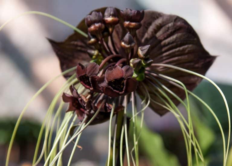 10 Types of Black Flowers + Pictures | FlowerGlossary.com