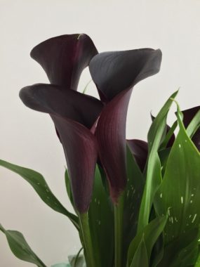 10 Types of Black Flowers + Pictures | FlowerGlossary.com