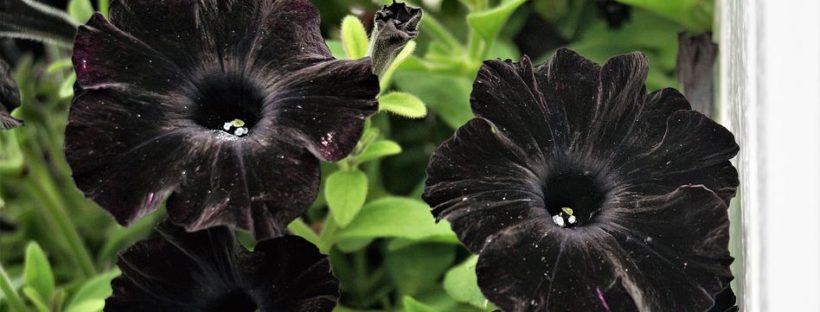 10 Types of Black Flowers + Pictures | FlowerGlossary.com