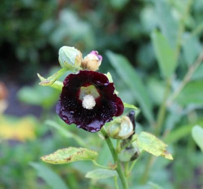 10 Types of Black Flowers + Pictures | FlowerGlossary.com