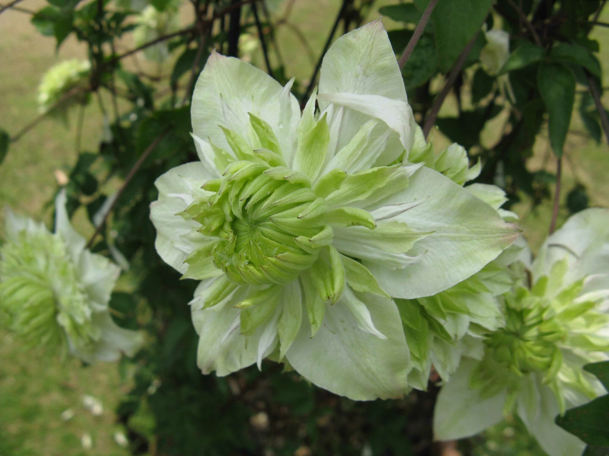 19 Types of Green Flowers + Pictures | FlowerGlossary.com