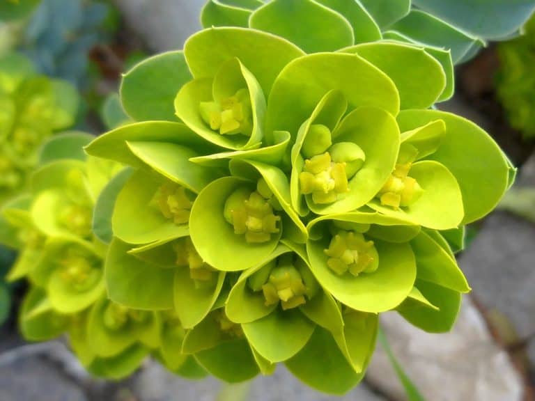 19 Types of Green Flowers + Pictures | FlowerGlossary.com