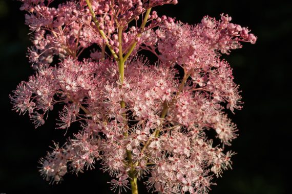 Pink Flowers: 21 Types + Pictures | FlowerGlossary.com