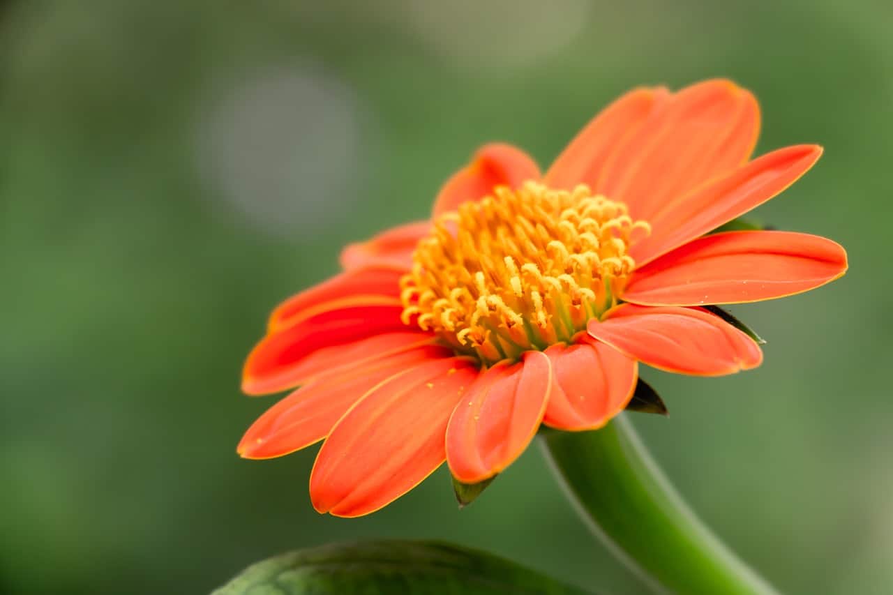 22 Types of Orange Flowers + Pictures | FlowerGlossary.com