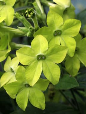 19 Types of Green Flowers + Pictures | FlowerGlossary.com