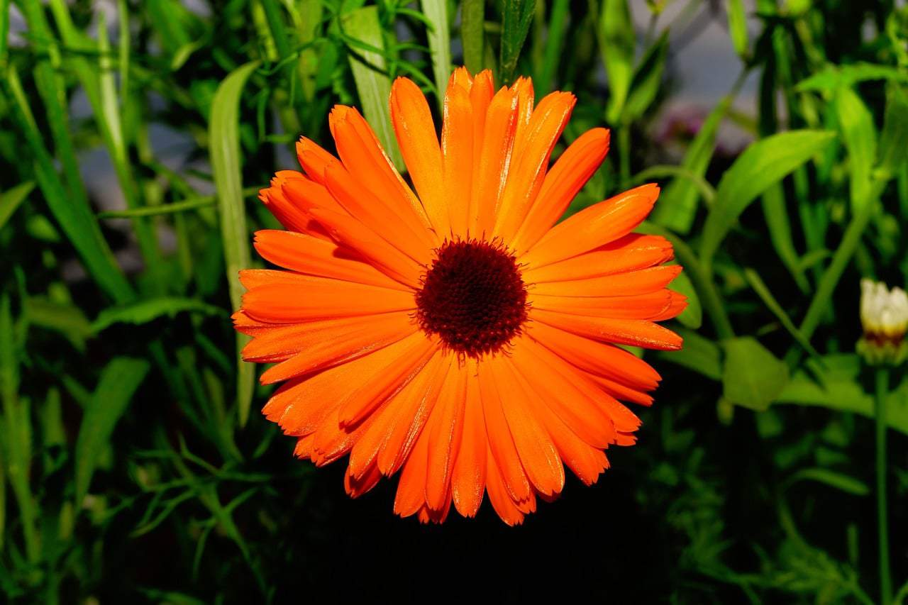 22 Types of Orange Flowers + Pictures | FlowerGlossary.com